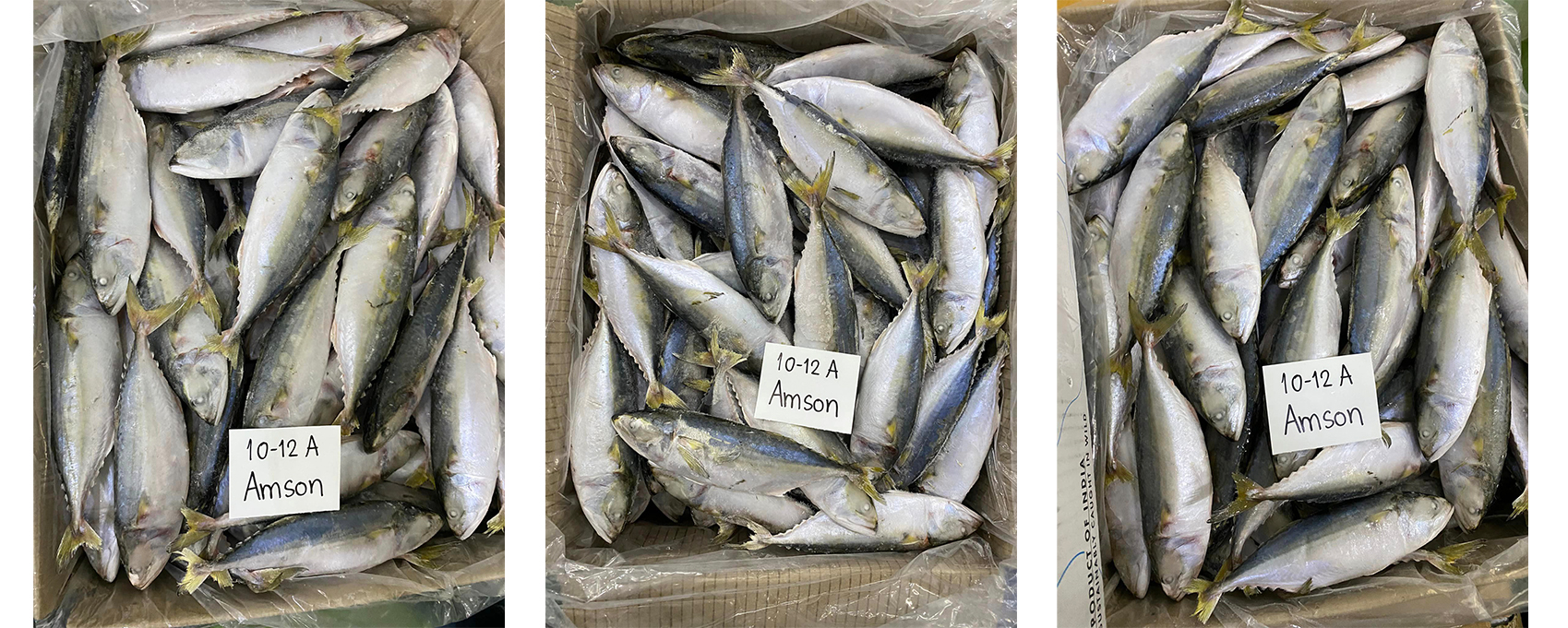 รายการสินค้า ปลาทูสดแช่แข็ง (Frozen Indian Mackerel) | BRAIN FOOD THAI ...