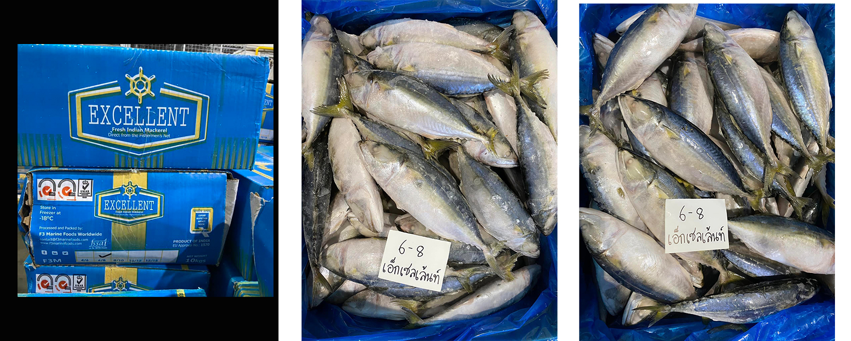 Mackerel Brain Food at Kristopher Chambers blog