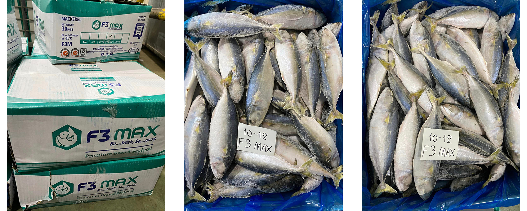 Mackerel Brain Food at Kristopher Chambers blog