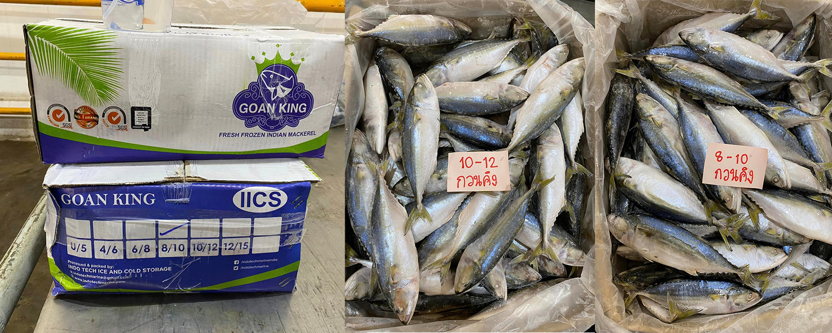 รายการสินค้า ปลาทูสดแช่แข็ง (Frozen Indian Mackerel) | BRAIN FOOD THAI ...