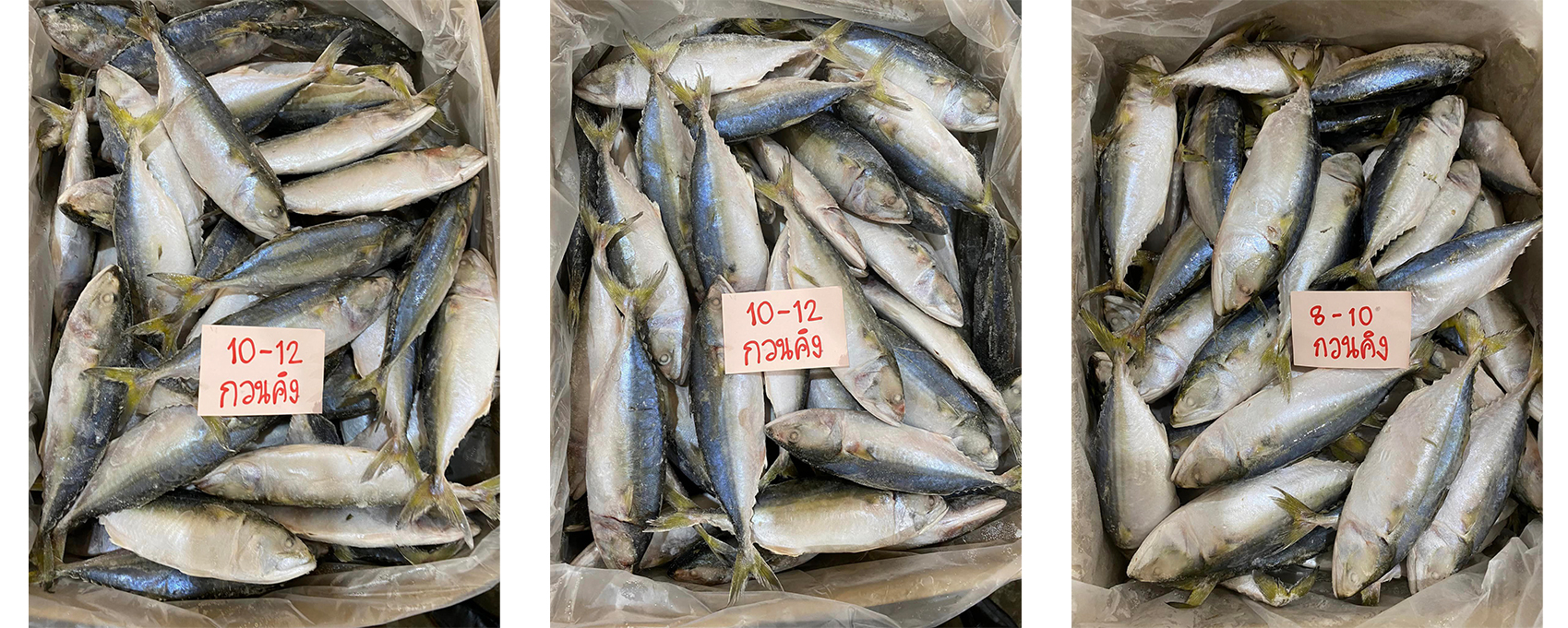 Mackerel Brain Food at Kristopher Chambers blog