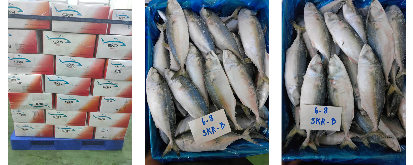 Mackerel Brain Food at Kristopher Chambers blog