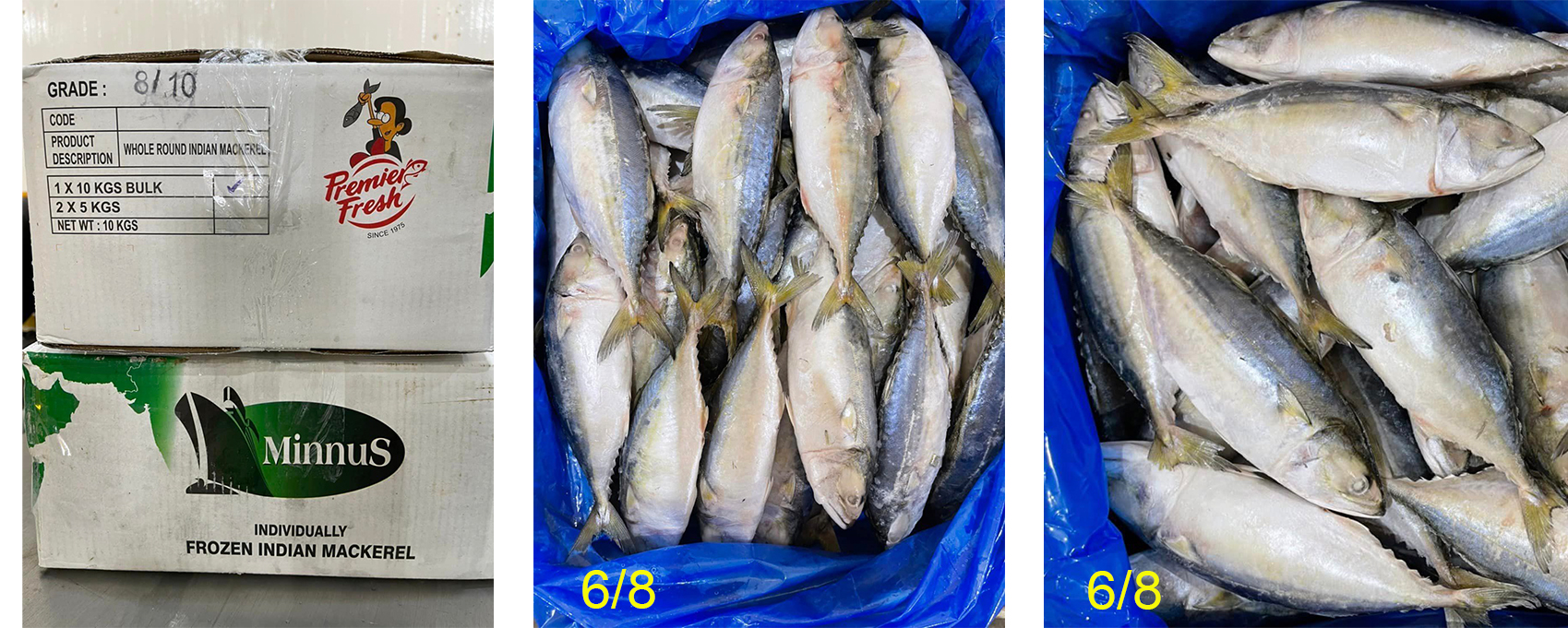 รายการสินค้า ปลาทูสดแช่แข็ง (Frozen Indian Mackerel) | BRAIN FOOD THAI ...
