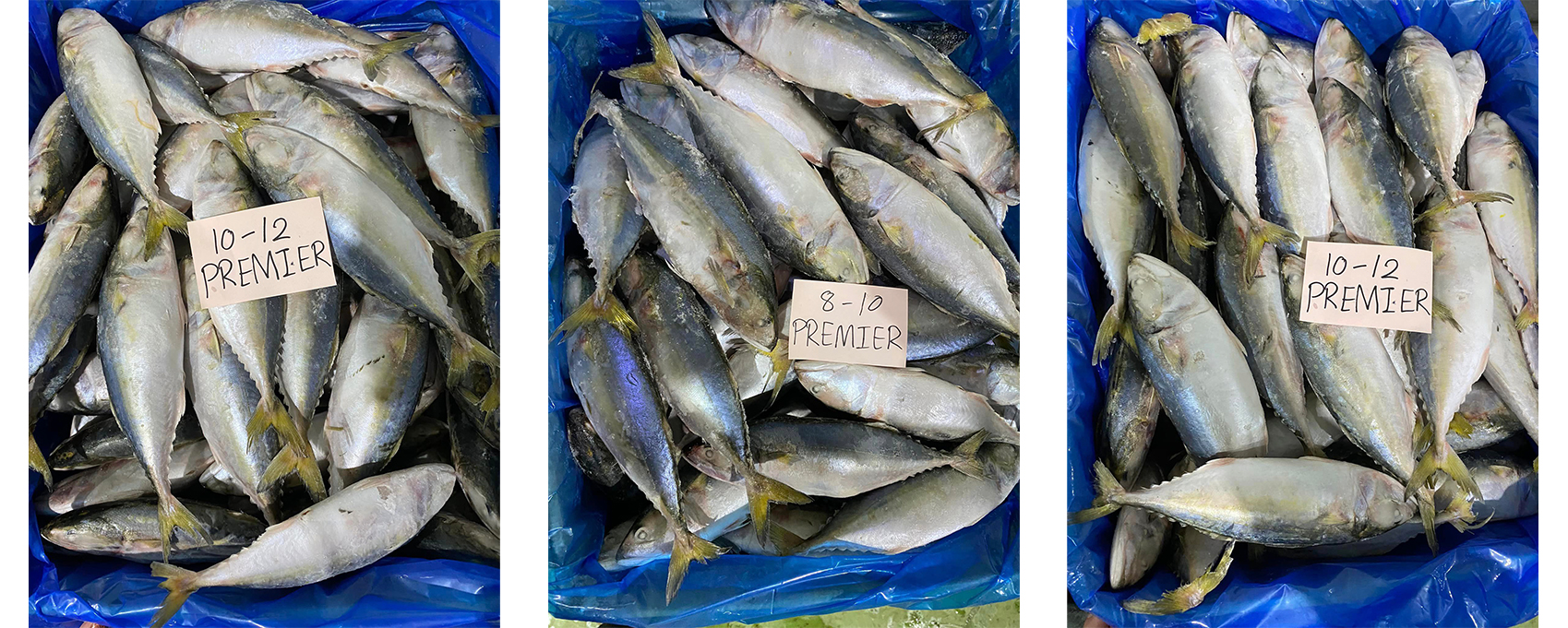 รายการสินค้า ปลาทูสดแช่แข็ง (Frozen Indian Mackerel) | BRAIN FOOD THAI ...
