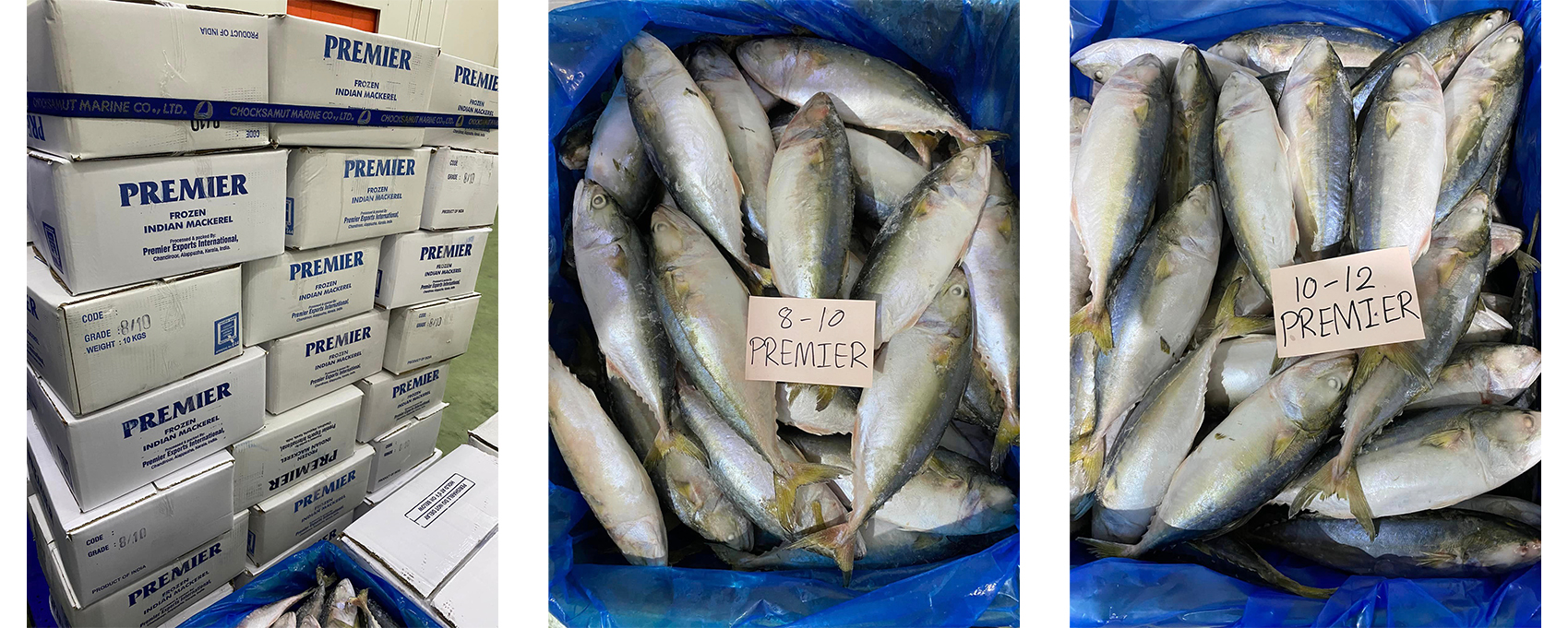 รายการสินค้า ปลาทูสดแช่แข็ง (Frozen Indian Mackerel) | BRAIN FOOD THAI ...