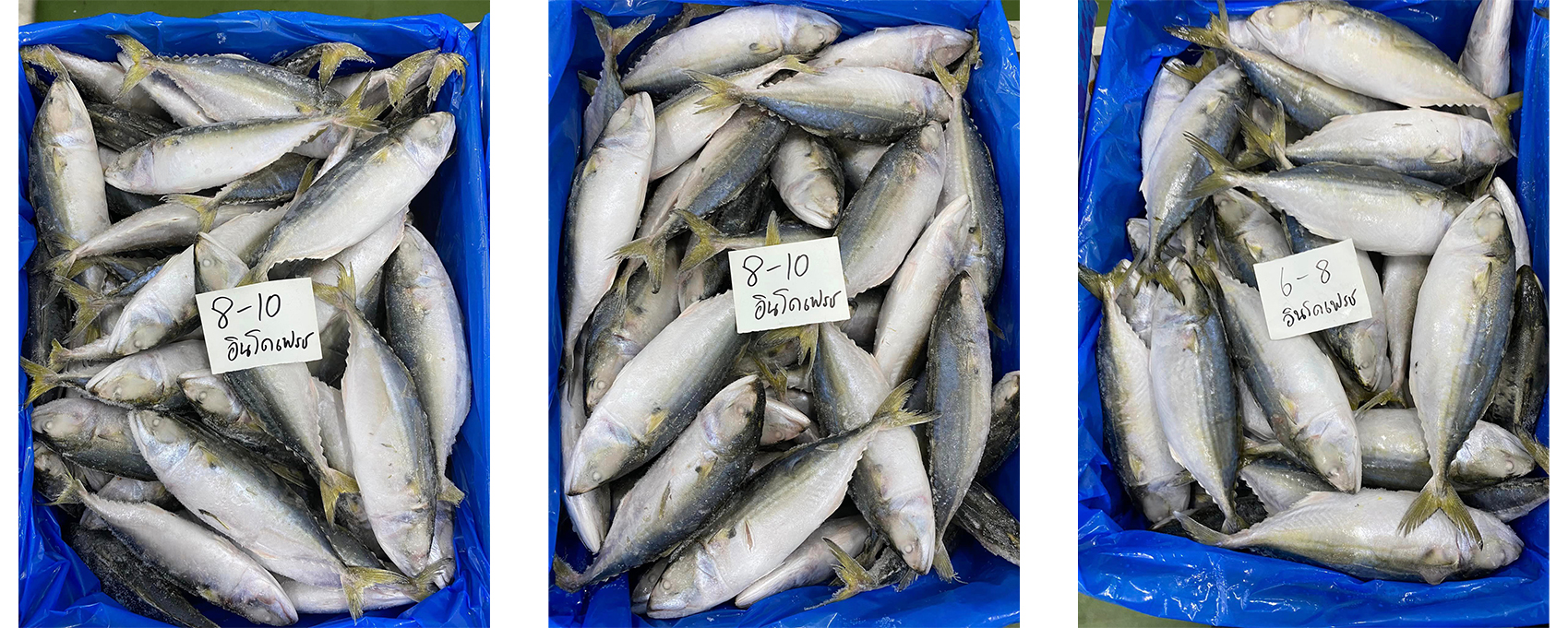 รายการสินค้า ปลาทูสดแช่แข็ง รายสัปดาห์ (Frozen Indian Mackerel) (20-ธ.ค ...