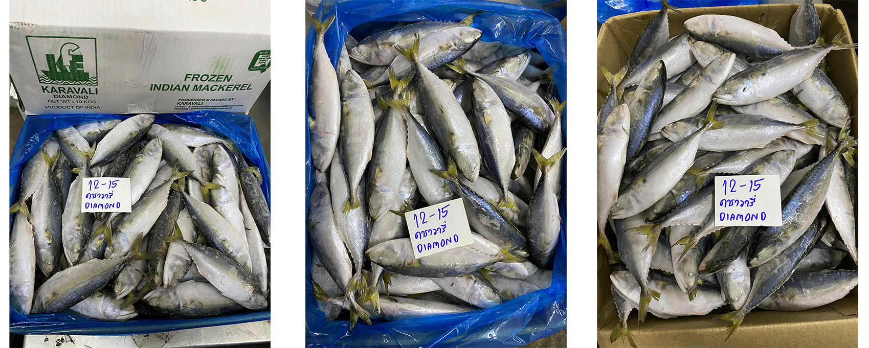 รายการสินค้า ปลาทูสดแช่แข็ง (Frozen Indian Mackerel) | BRAIN FOOD THAI ...