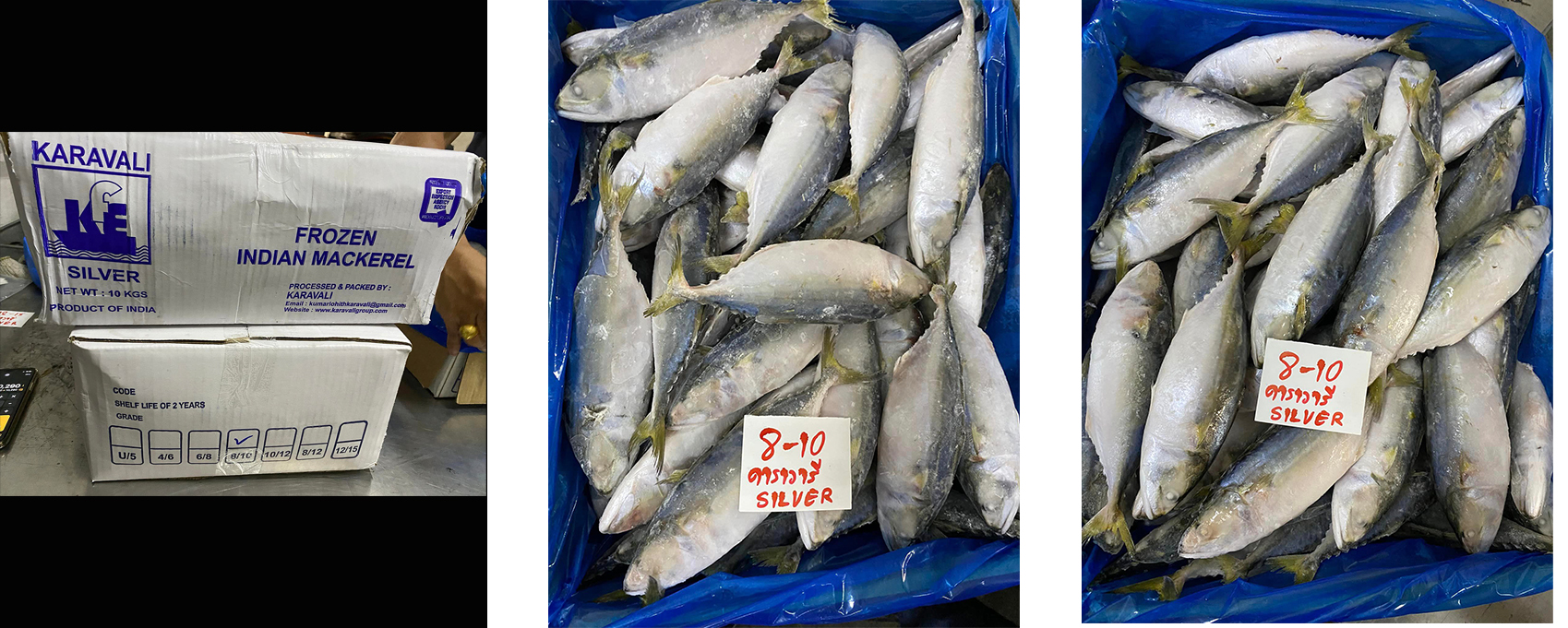 รายการสินค้า ปลาทูสดแช่แข็ง (Frozen Indian Mackerel) | BRAIN FOOD THAI ...